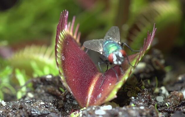 What is Flora and Fauna? - Definition, Importance, Examples