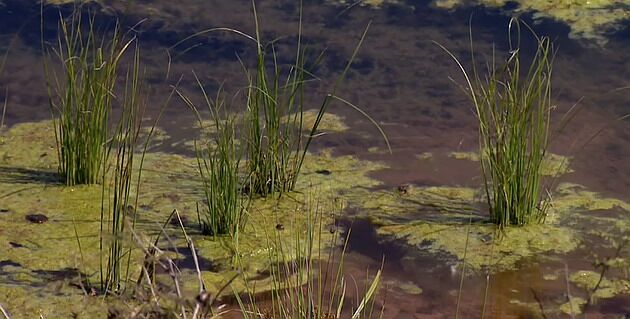 Freshwater Biome - Location, Climate, Temperature, Plants and Animals