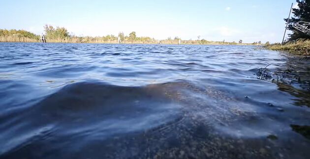 Freshwater Biome - Location, Climate, Temperature, Plants and Animals