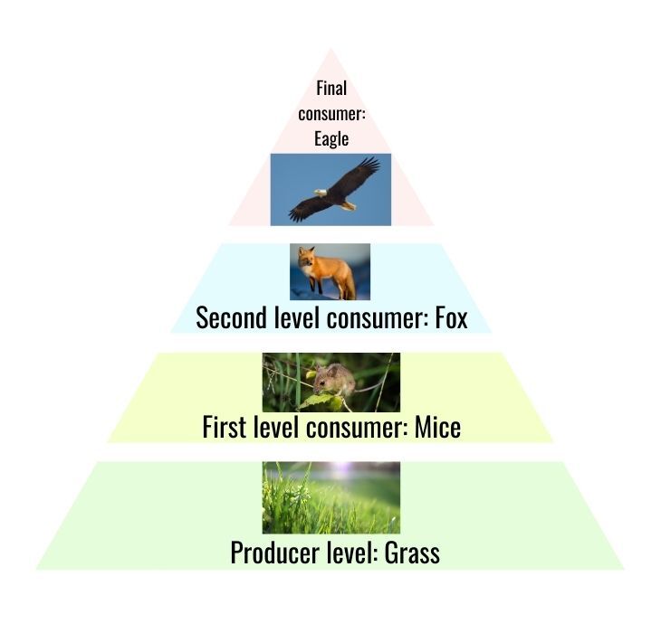 What is a Pyramid of Biomass?