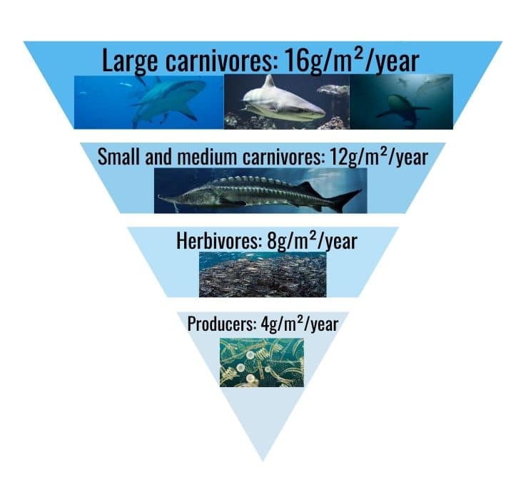 Marine Pyramid Of Biomass Pyramids Of Number & Biomass IGCSE Biology