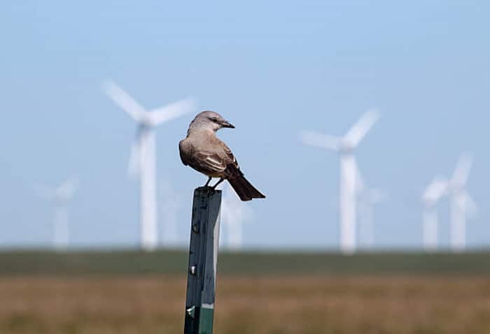The Giants of the Air: How Do Wind Turbines Affect Birds and Bats?