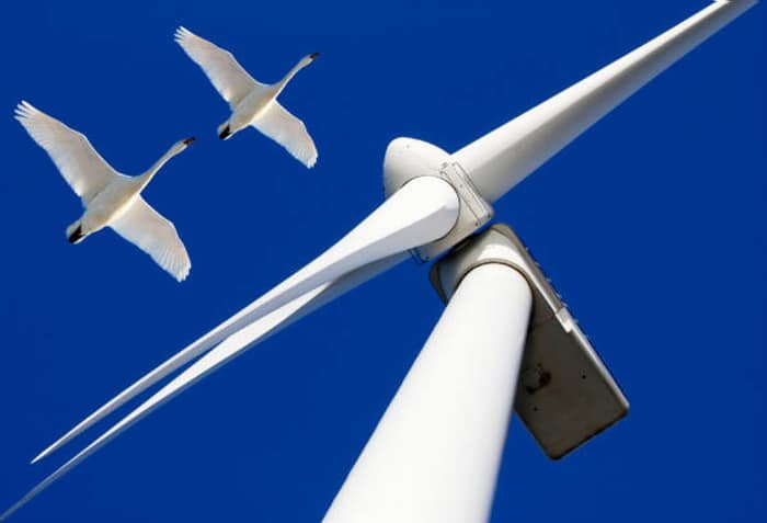 The Giants of the Air: How Do Wind Turbines Affect Birds and Bats?